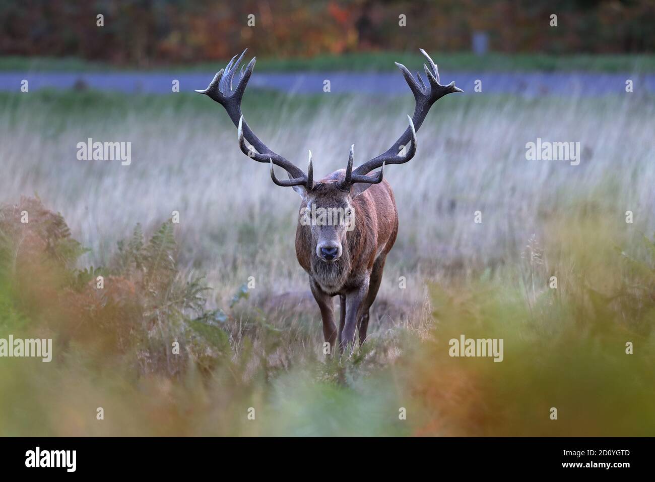 The red deer is one of the largest deer species. The red deer inhabits ...
