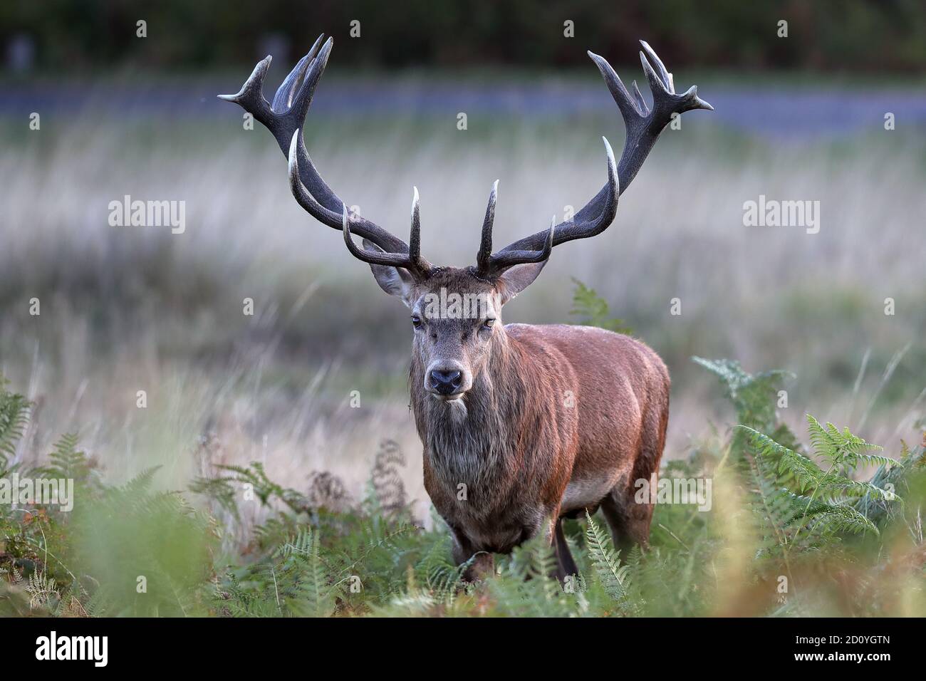 The red deer is one of the largest deer species. The red deer inhabits ...