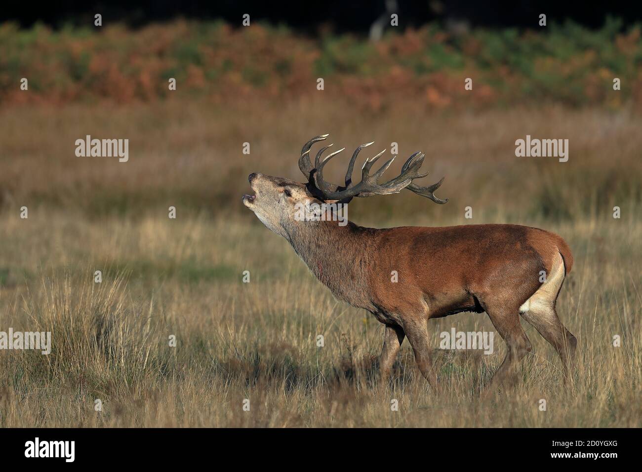 The red deer is one of the largest deer species. The red deer inhabits ...