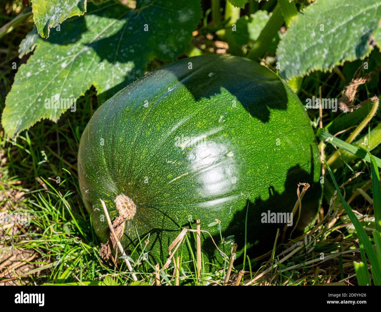 green pumpkin in the garden Stock Photo - Alamy