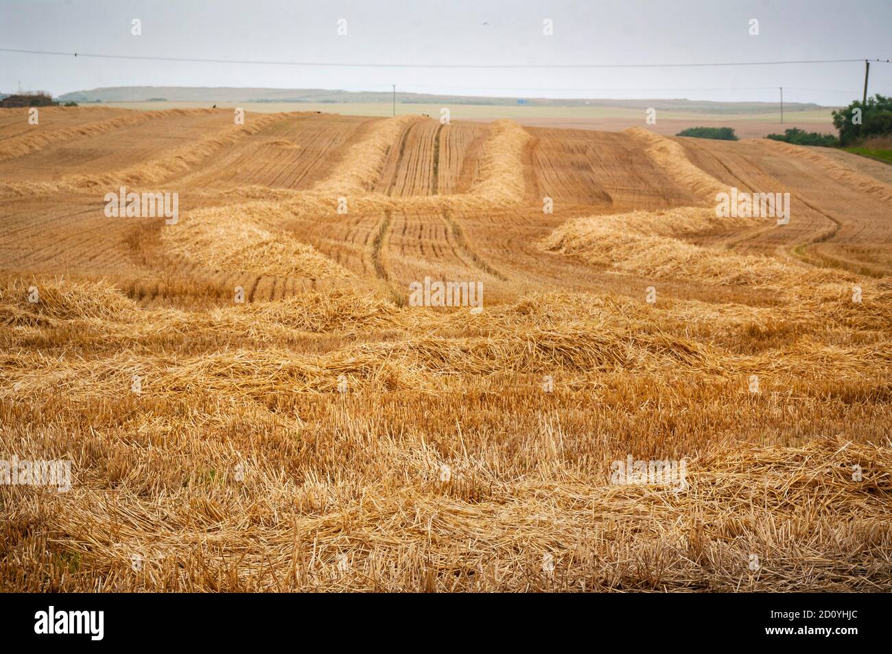 Field of wheat after cutting by a combine harvester near the old ...