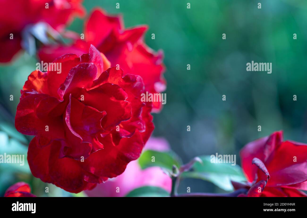 Large, hot red roses in the garden, close-up, selective focus. Floral ...