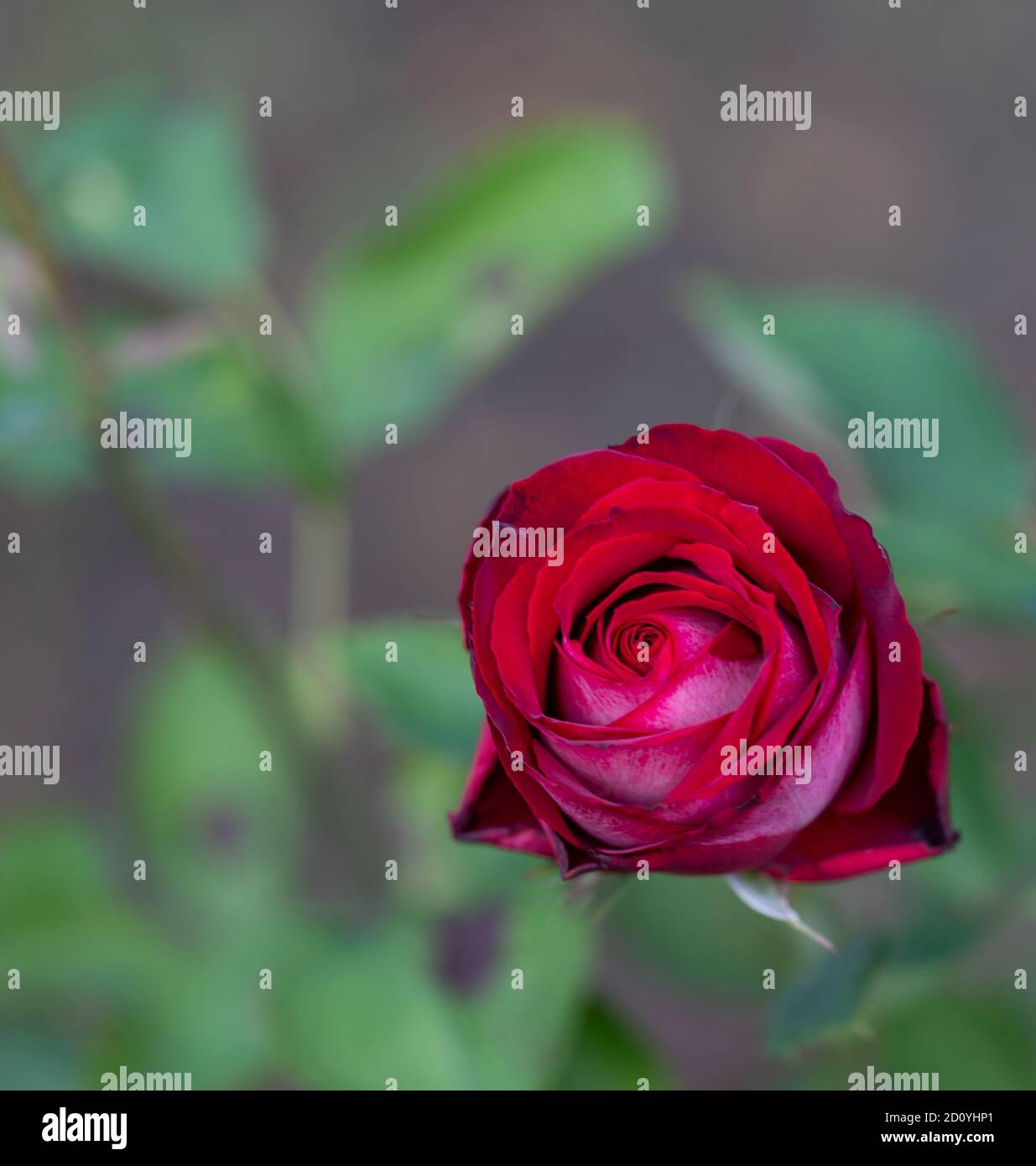 Large, hot red rose in the garden, close-up, selective focus. Floral ...
