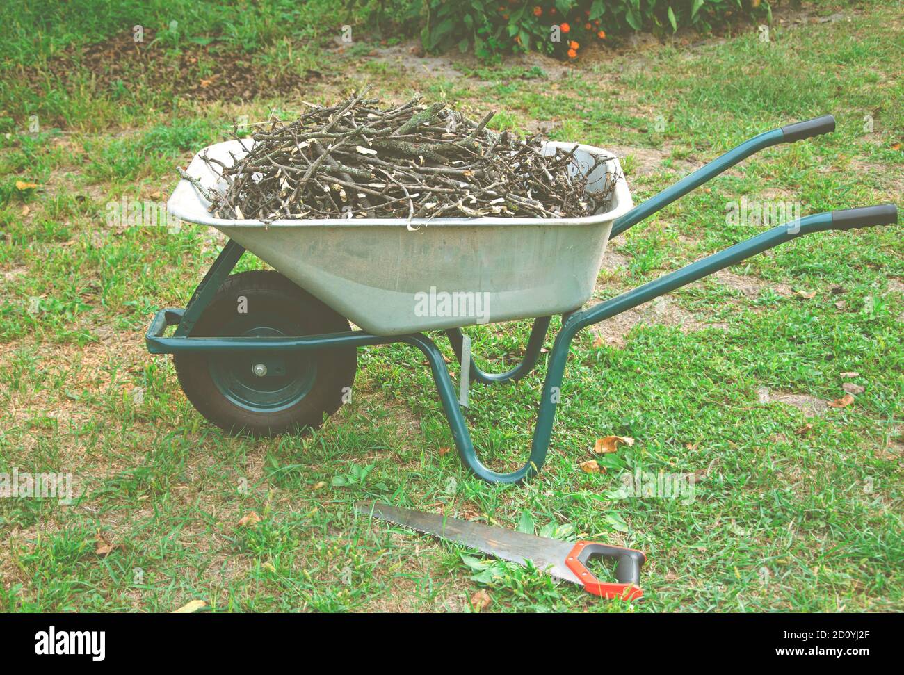 Garden work. Pruned branches of young trees lie in a wheelbarrow, which ...
