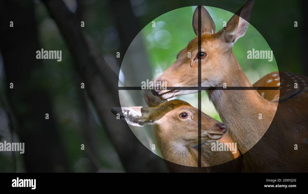 Night vision deer hi-res stock photography and images - Alamy