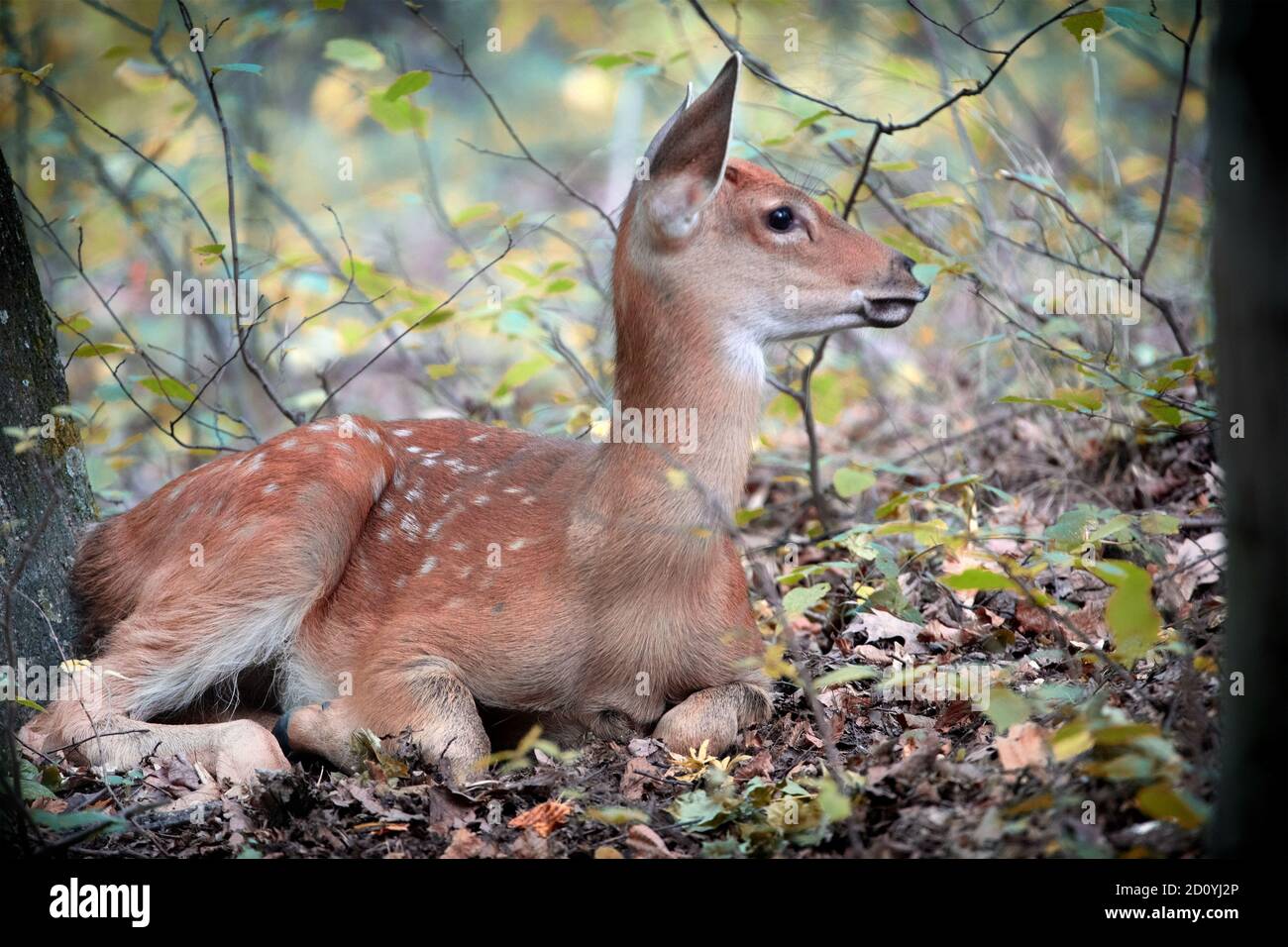 Little roe hi-res stock photography and images - Alamy