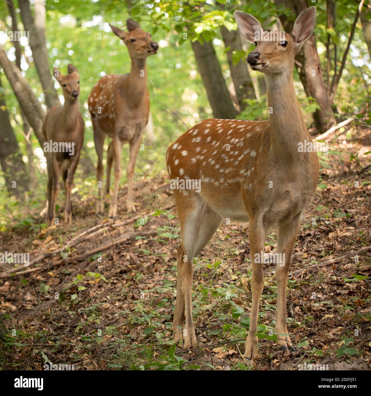 Three surprised deer, family in the woods Stock Photo - Alamy