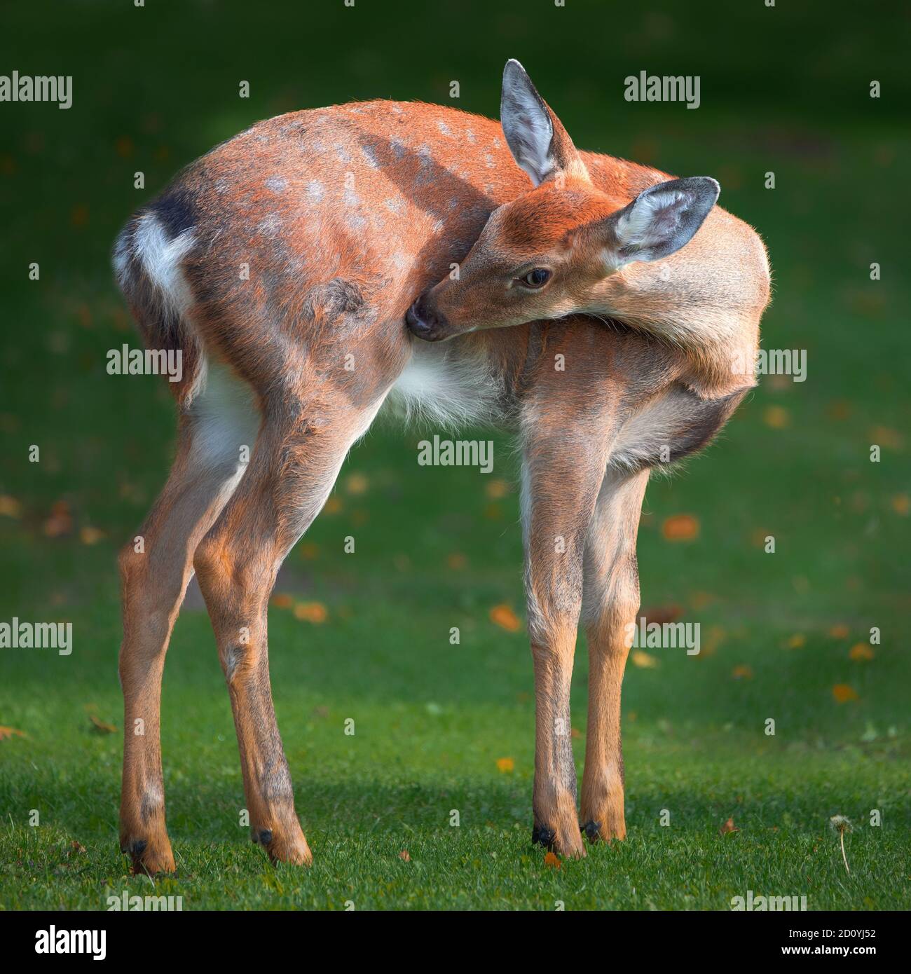 Little deer on green grass close up Stock Photo - Alamy