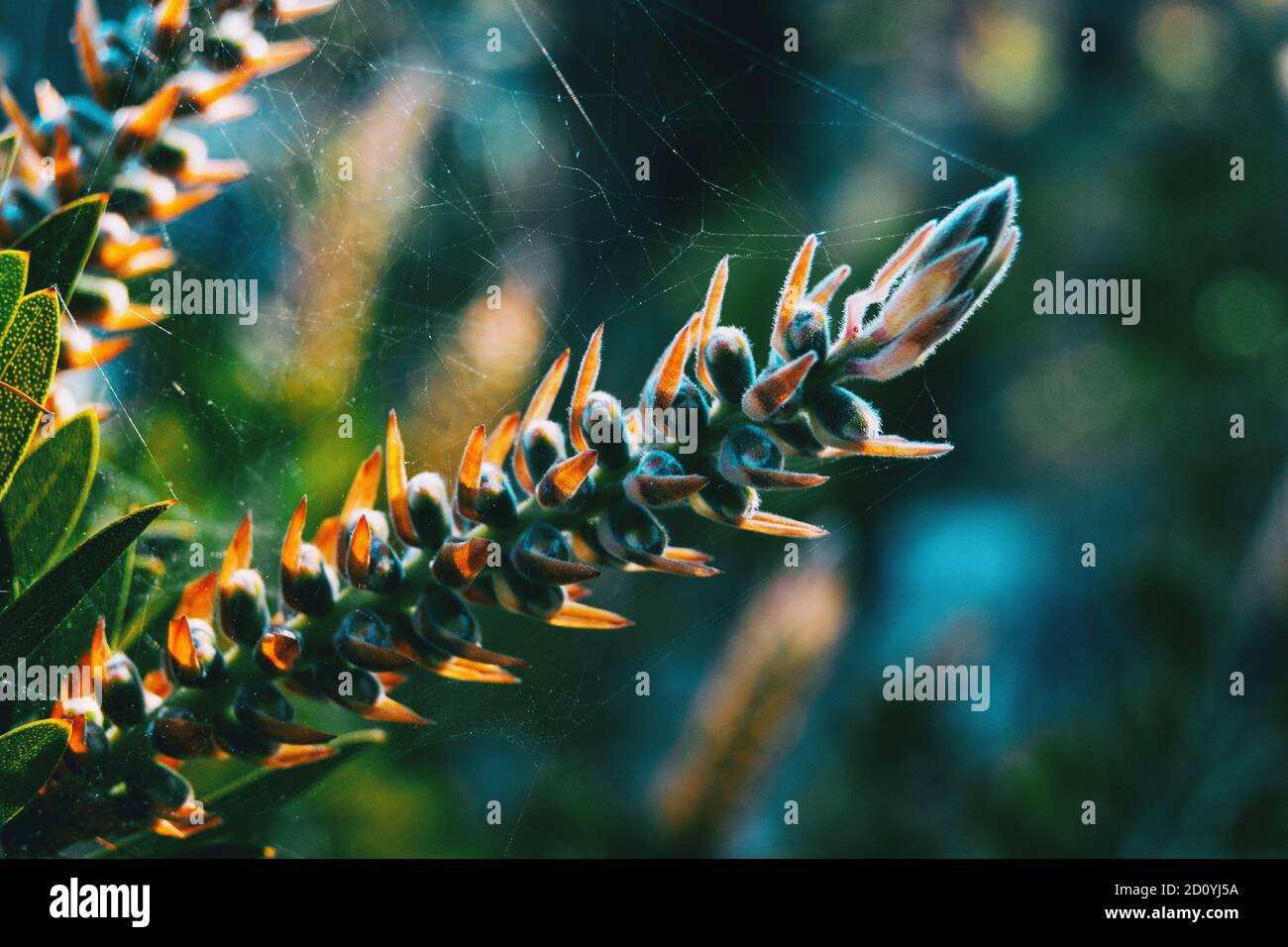 Close-up of a spiky plant wrapped in a cobweb in the wild Stock Photo ...