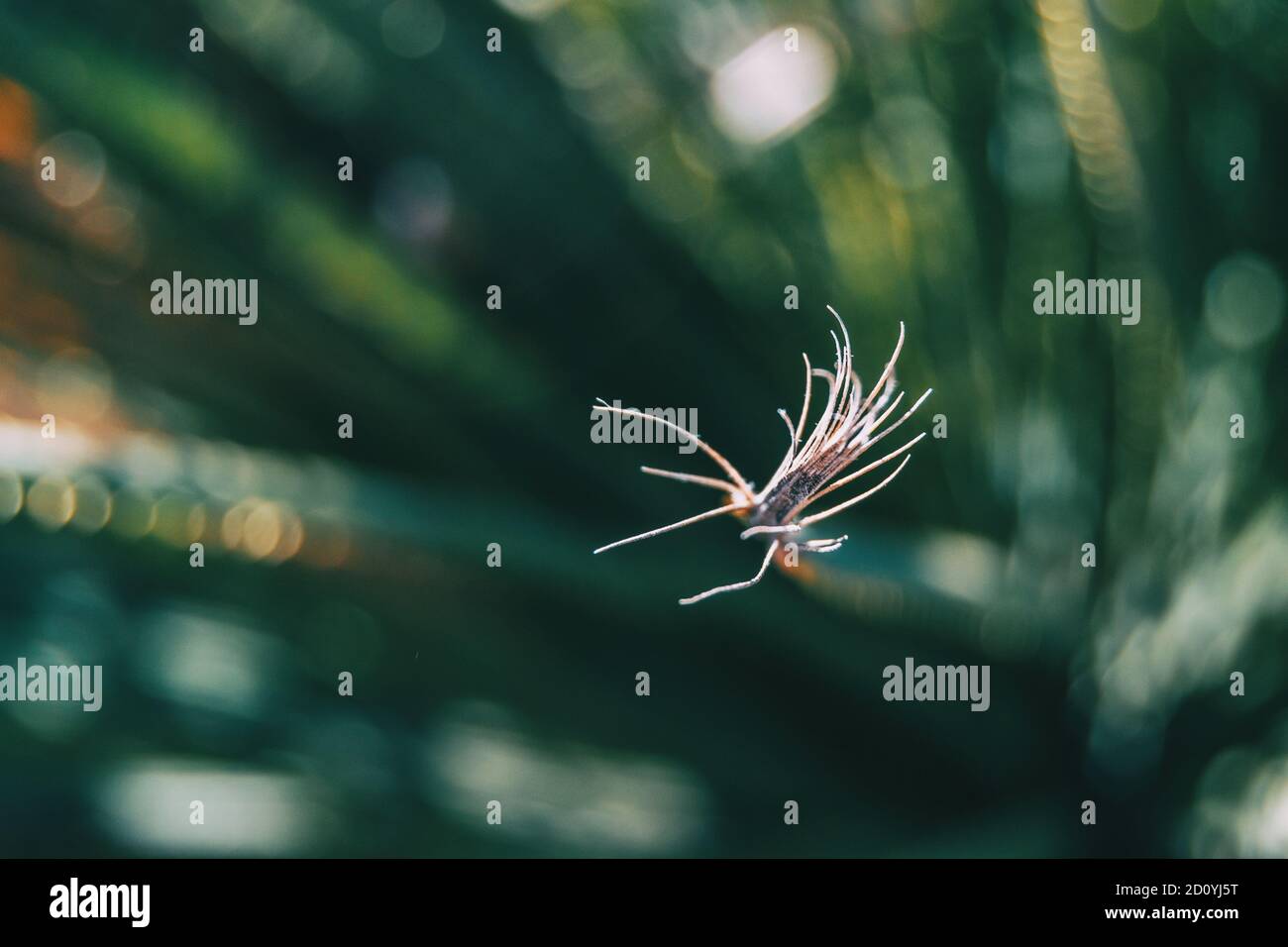 Detail of some filaments on the tip of a plant in sunny bokeh Stock ...