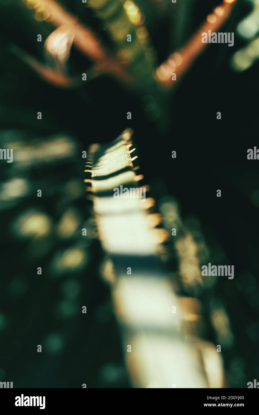 Serrated leaf hi-res stock photography and images - Alamy