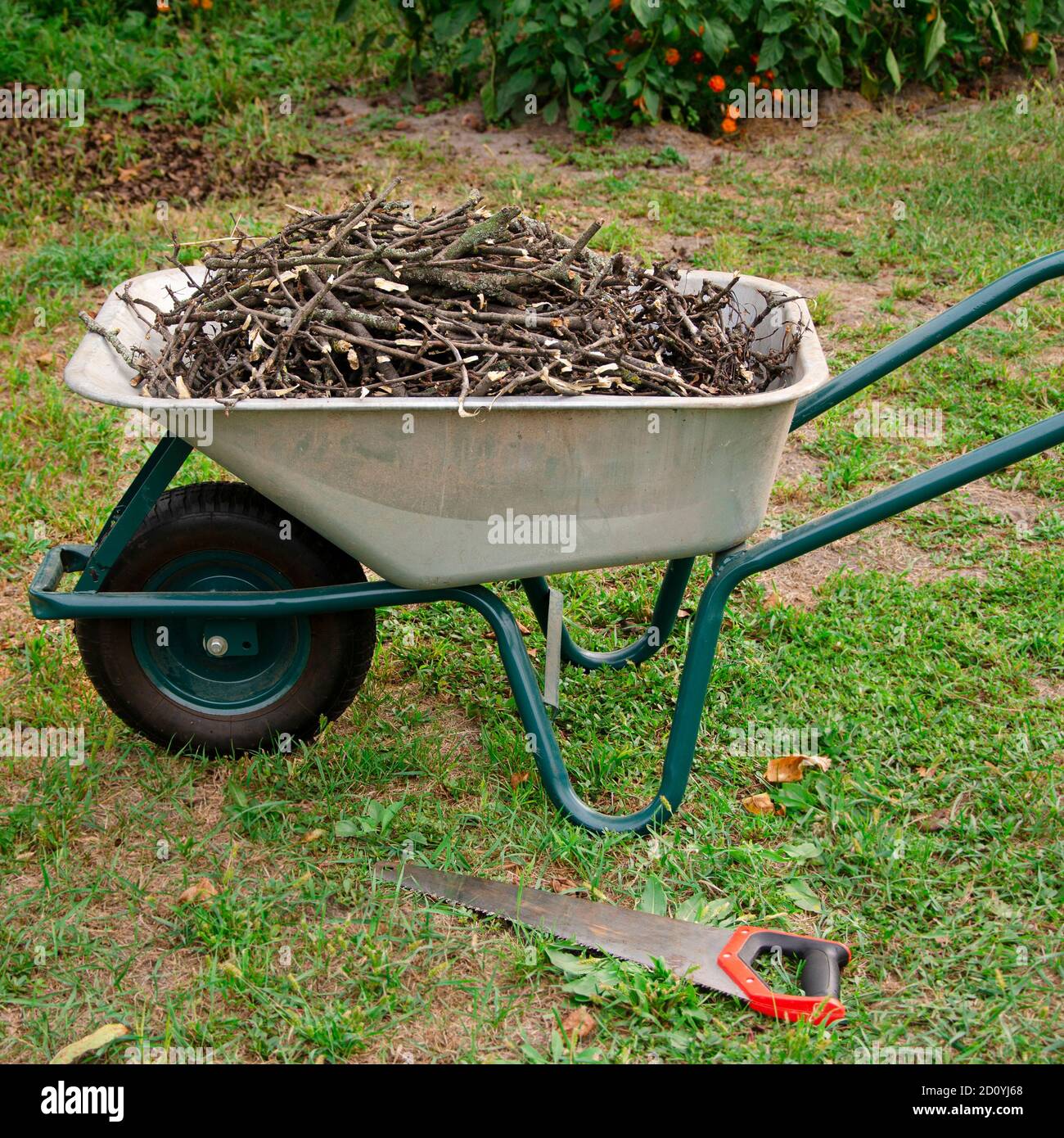 Garden work. Pruned branches of young trees lie in a wheelbarrow, which ...