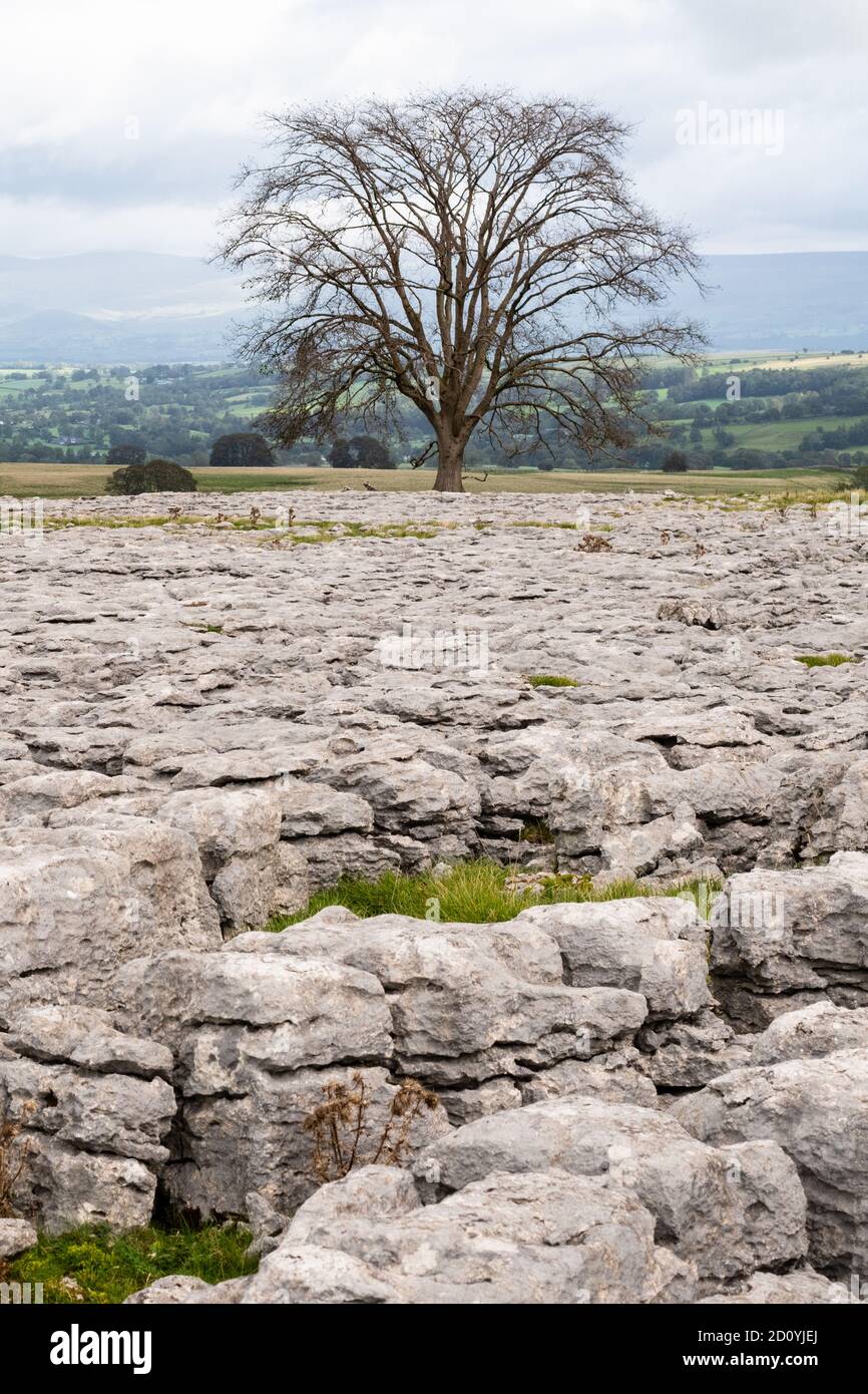 Limestone Pavement on Crosby Ravensworth Fell, Yorkshire Dales National ...