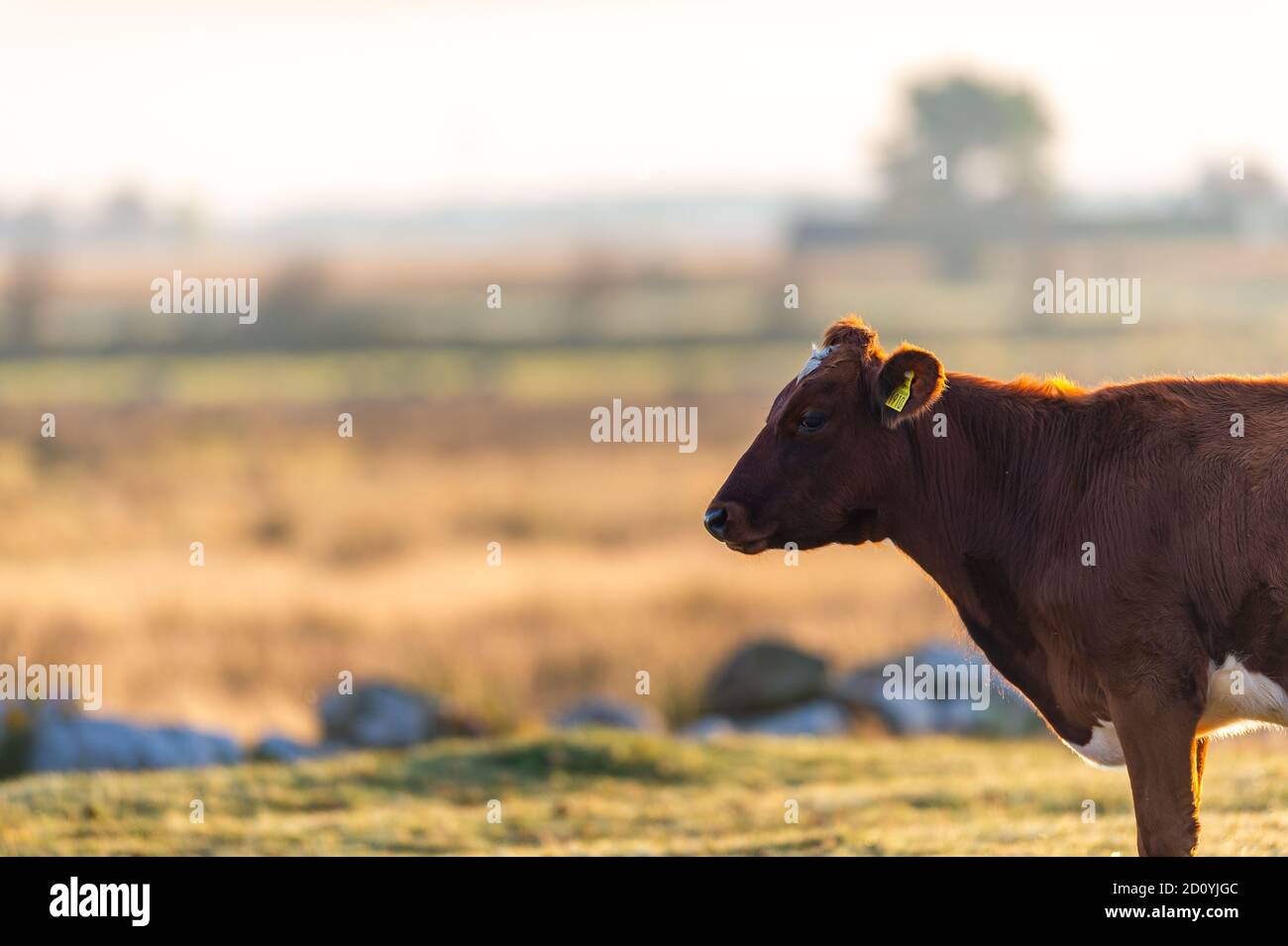 cow walks around and eats and a beautiful sunrise in the background ...