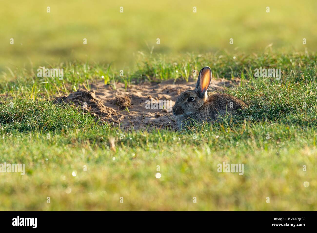 Pet rabbit cold hi-res stock photography and images - Alamy