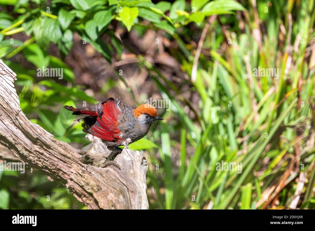 Red tailed laughingthrush trochalopteron milnei hi-res stock ...