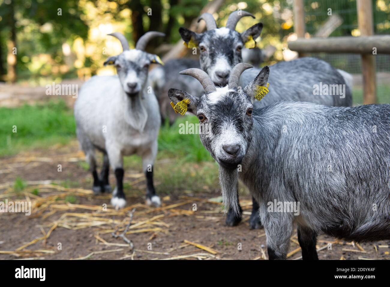 a nice portrait of a goat in a farm whit his beard hanging from the ...