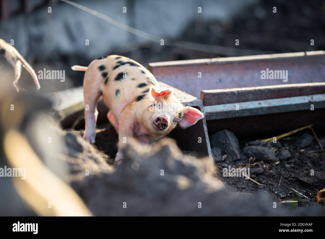 pig on a farm doing it thing on the farm eats everything that comes in ...