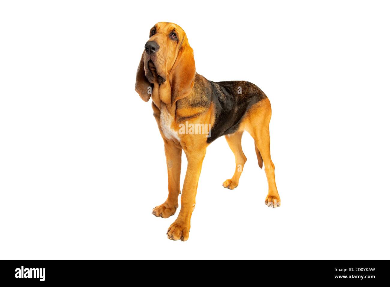 bloodhound in front of a white background Stock Photo - Alamy