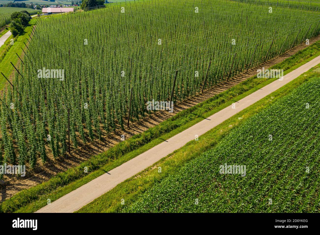 Hop fields hi-res stock photography and images - Alamy