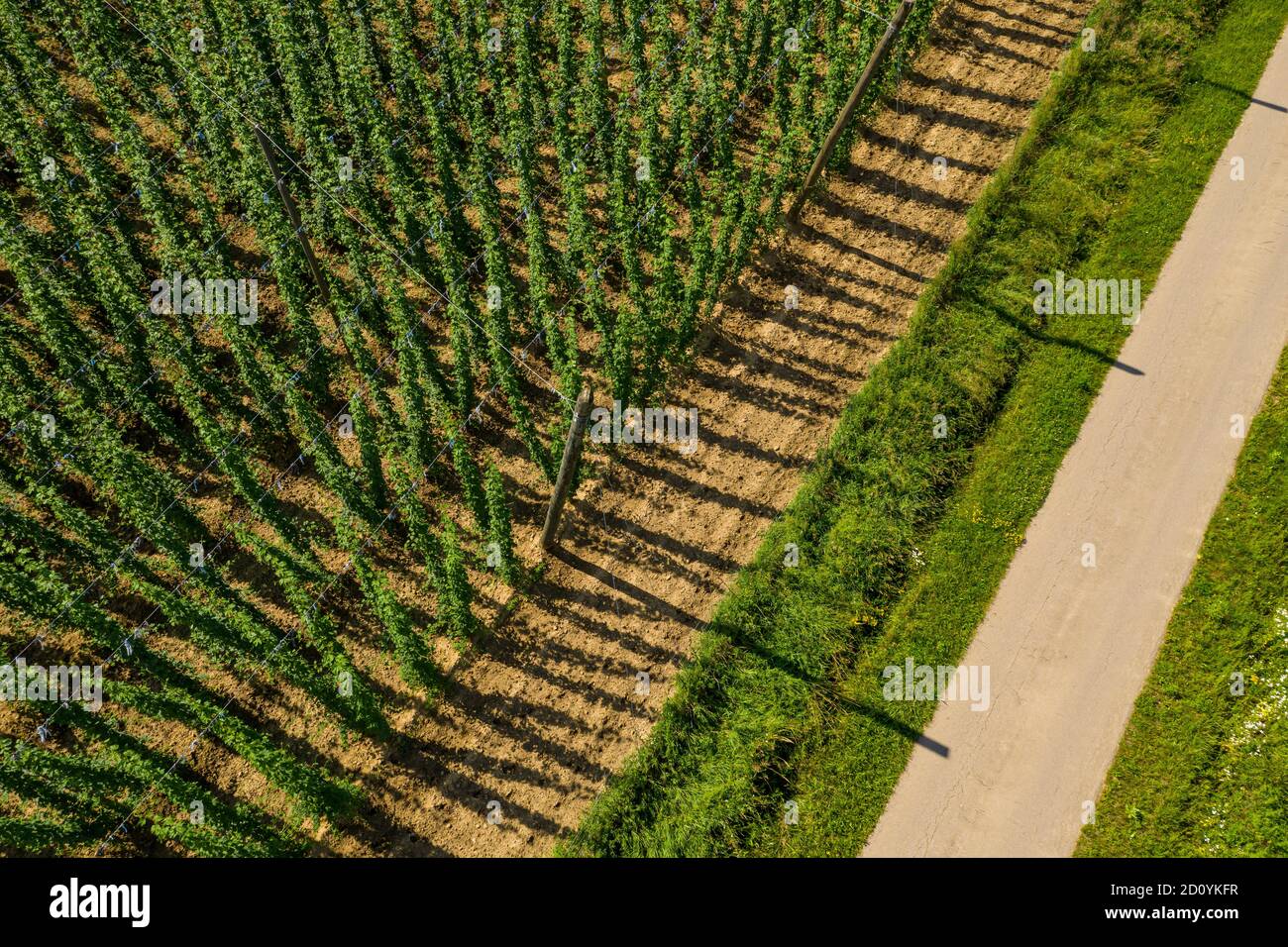 Aerial view from hop fields in Bavaria, Germany Stock Photo - Alamy