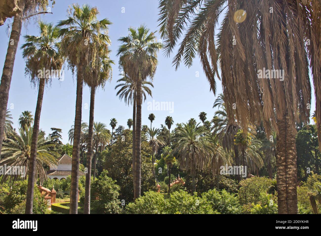Palm tree jungle with a blue sky background Stock Photo - Alamy