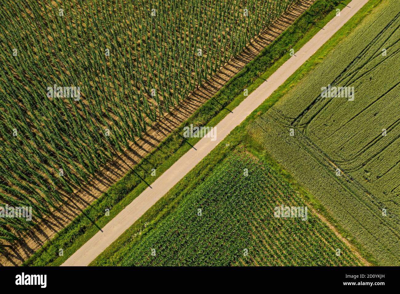 Hop fields hi-res stock photography and images - Alamy