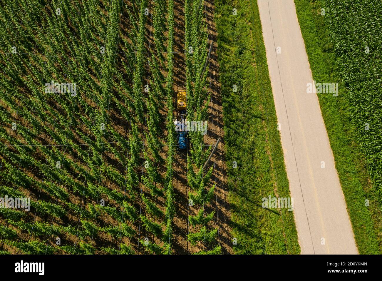 Aerial view from hop fields in Bavaria, Germany Stock Photo - Alamy