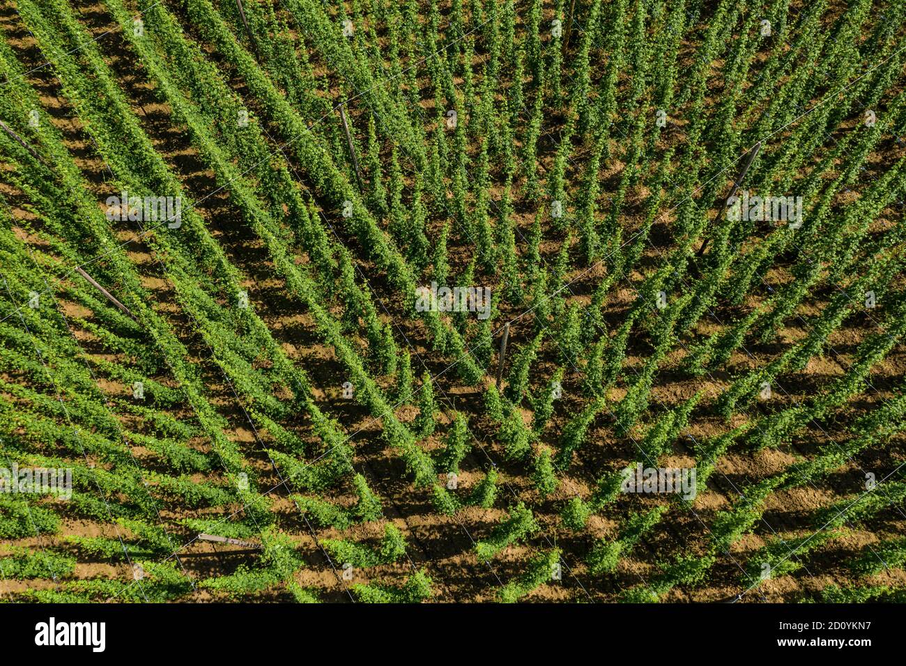 Aerial view from hop fields in Bavaria, Germany Stock Photo - Alamy