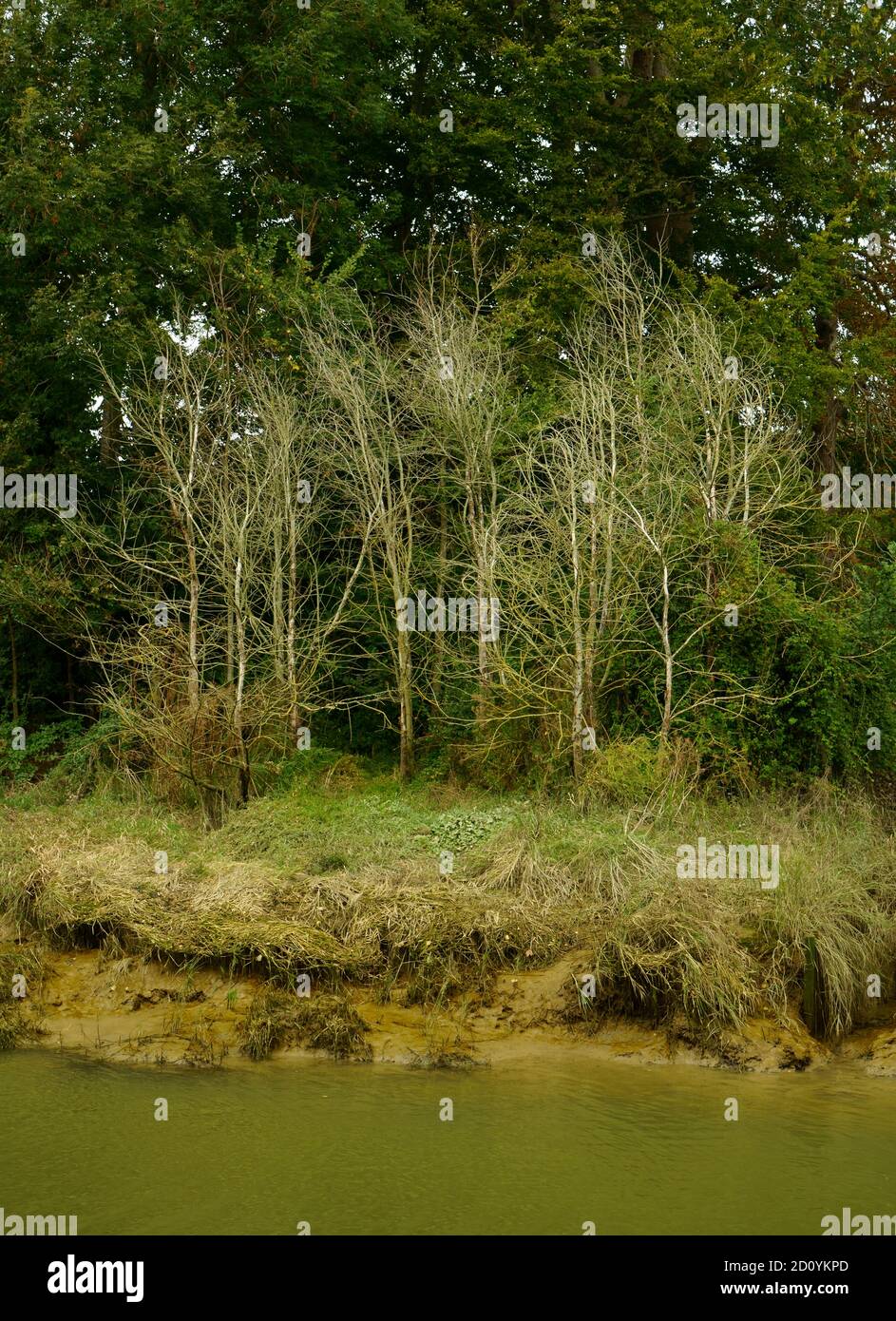 Young elm tree hi-res stock photography and images - Alamy