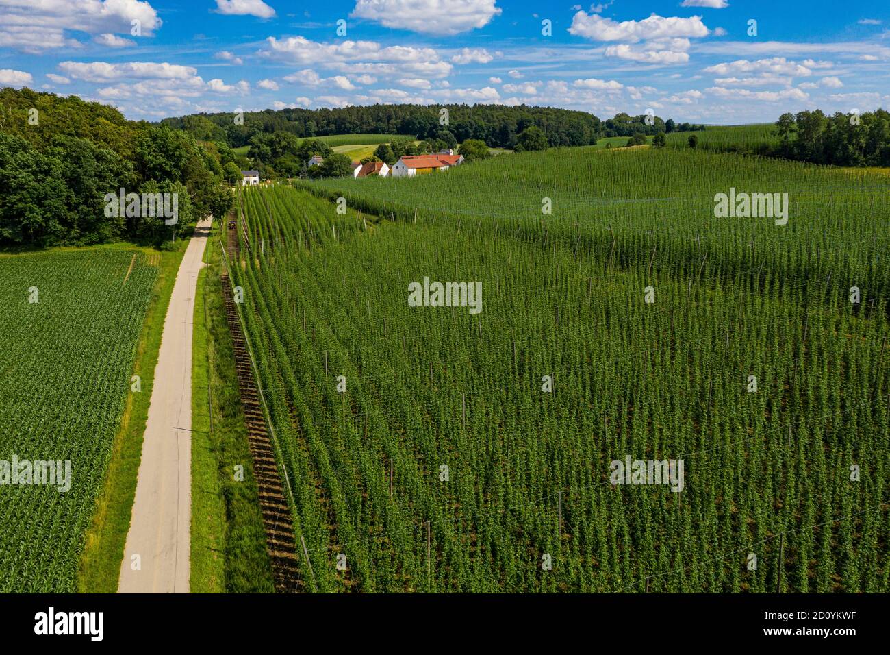 Aerial view from hop fields in Bavaria, Germany Stock Photo - Alamy