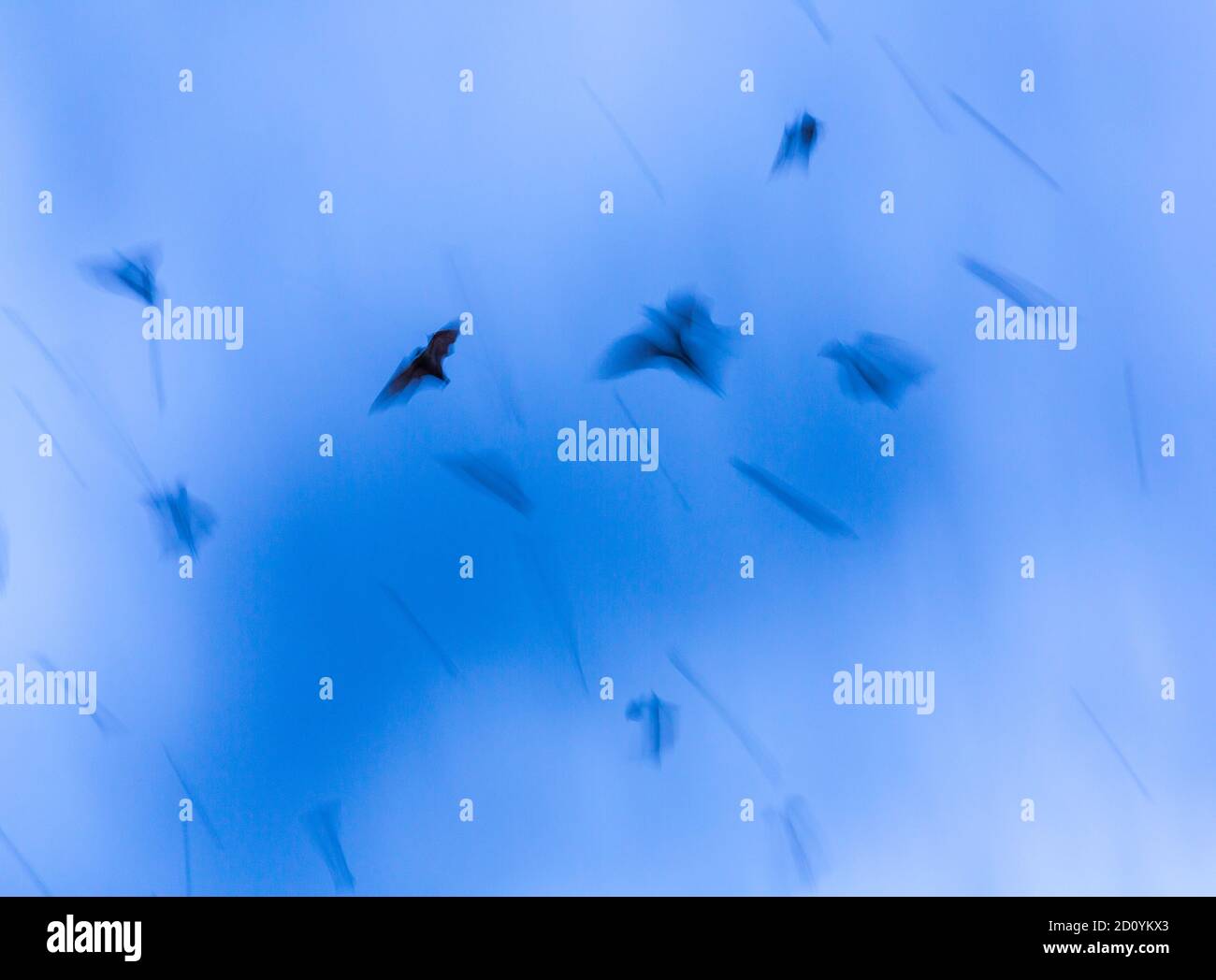 Straw-coloured fruit bat (Eidolon helvum), Bat migration, Kasanka ...