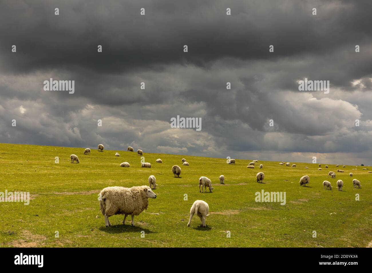 Deich mit Schafen Stock Photo - Alamy