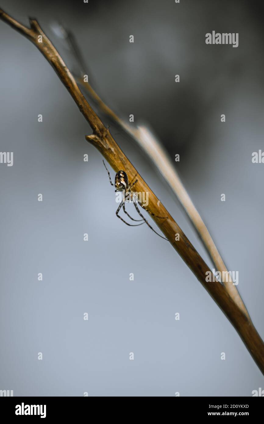 Spider snake hi-res stock photography and images - Alamy