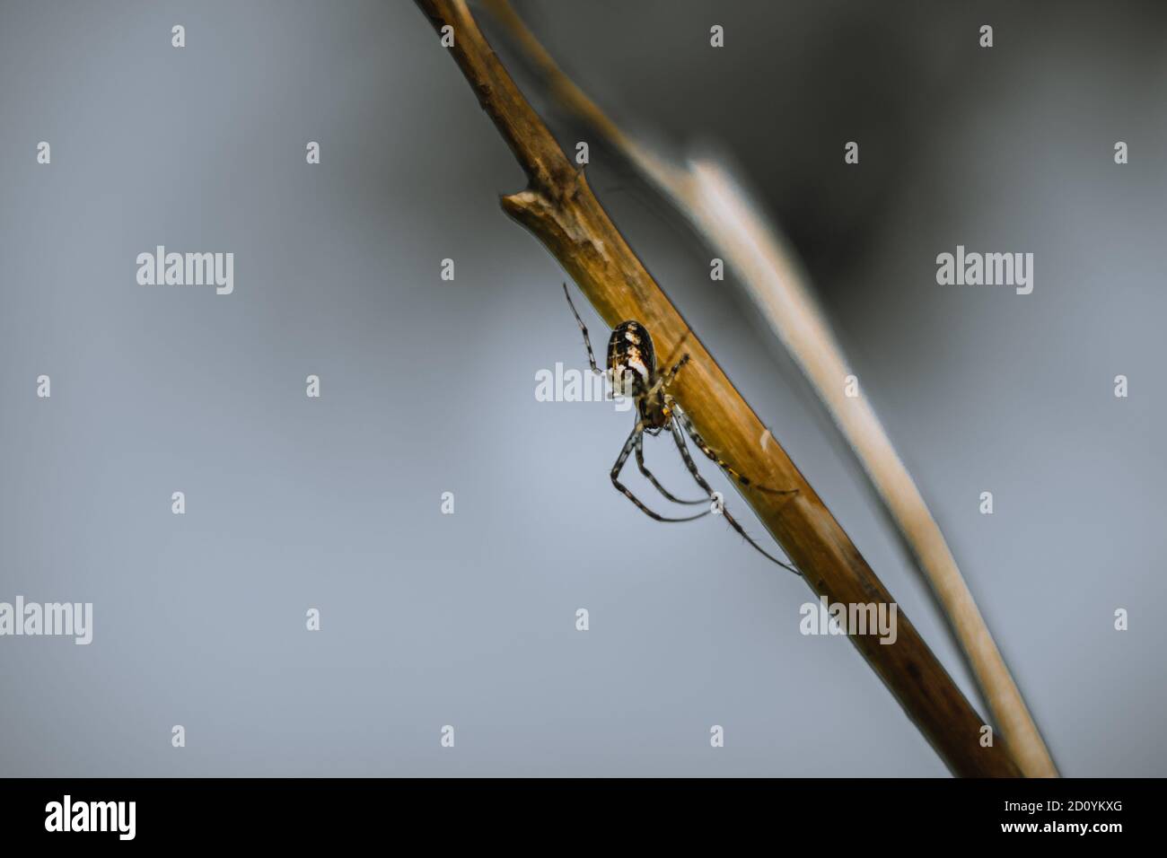 Spider snake hi-res stock photography and images - Alamy