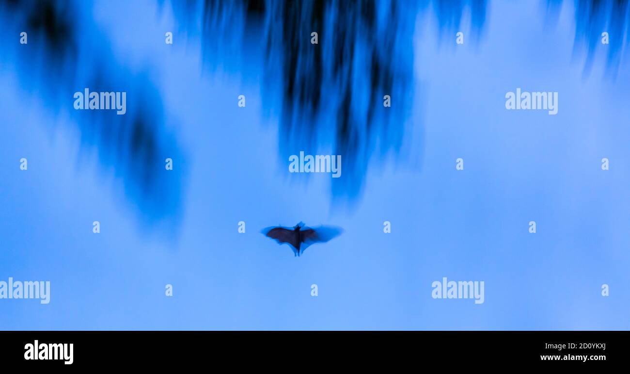 Straw-coloured fruit bat (Eidolon helvum), Bat migration, Kasanka ...