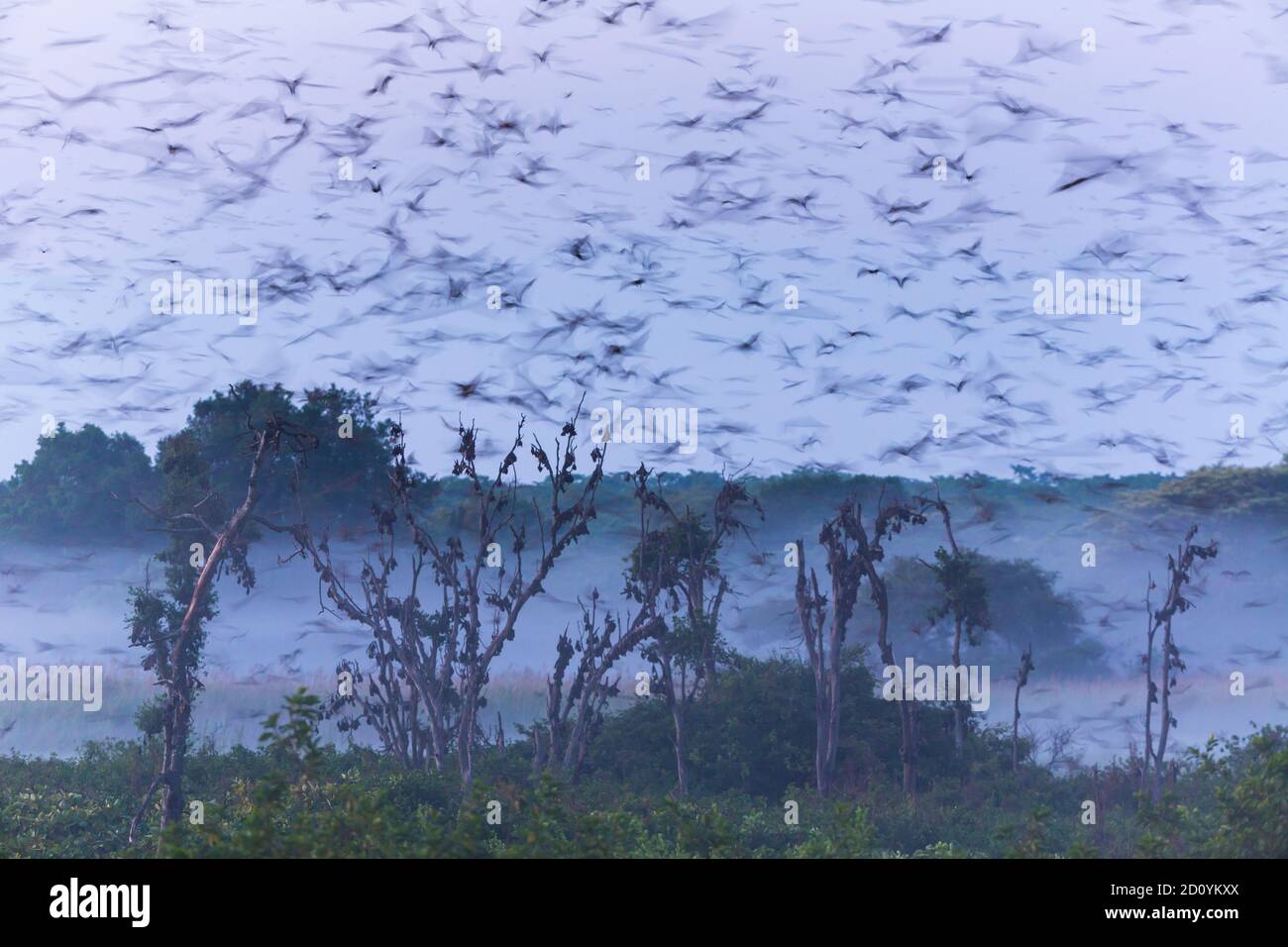 Straw-coloured fruit bat (Eidolon helvum), Bat migration, Kasanka ...