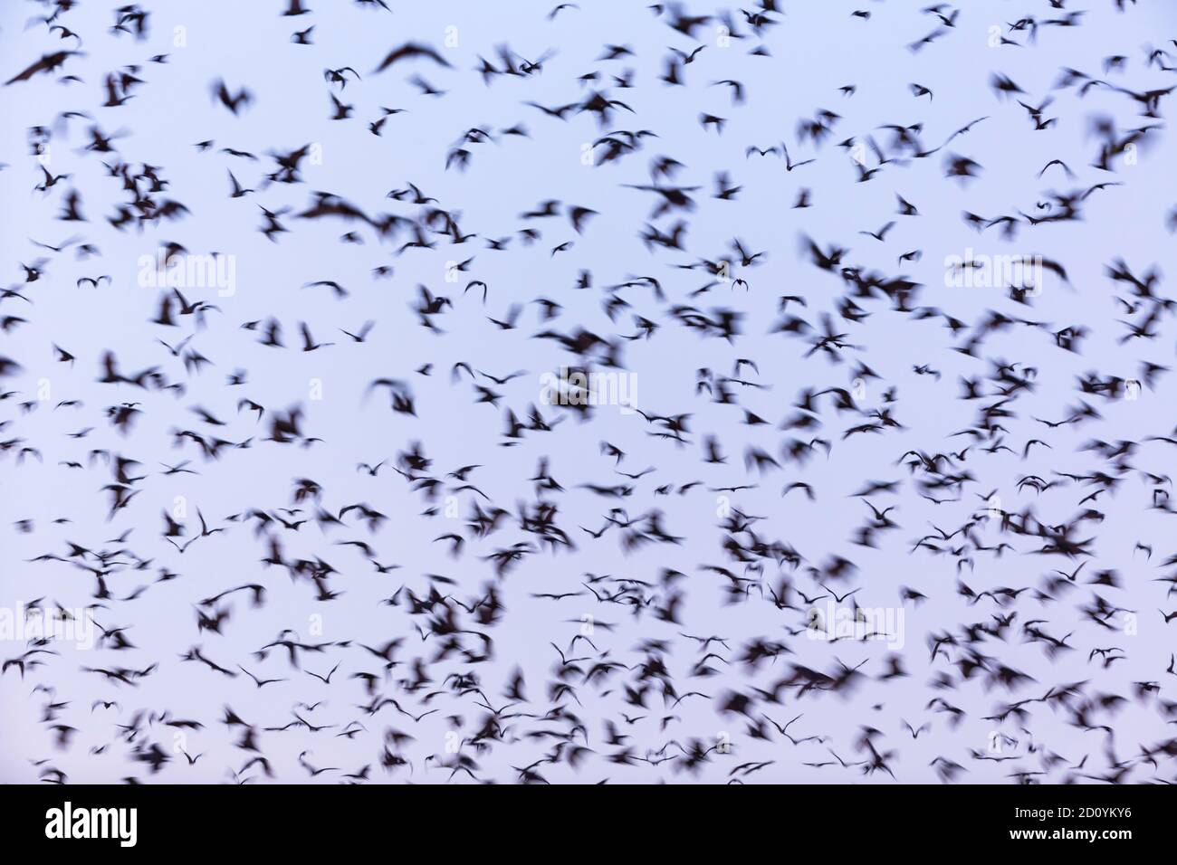 Straw-coloured fruit bat (Eidolon helvum), Bat migration, Kasanka ...