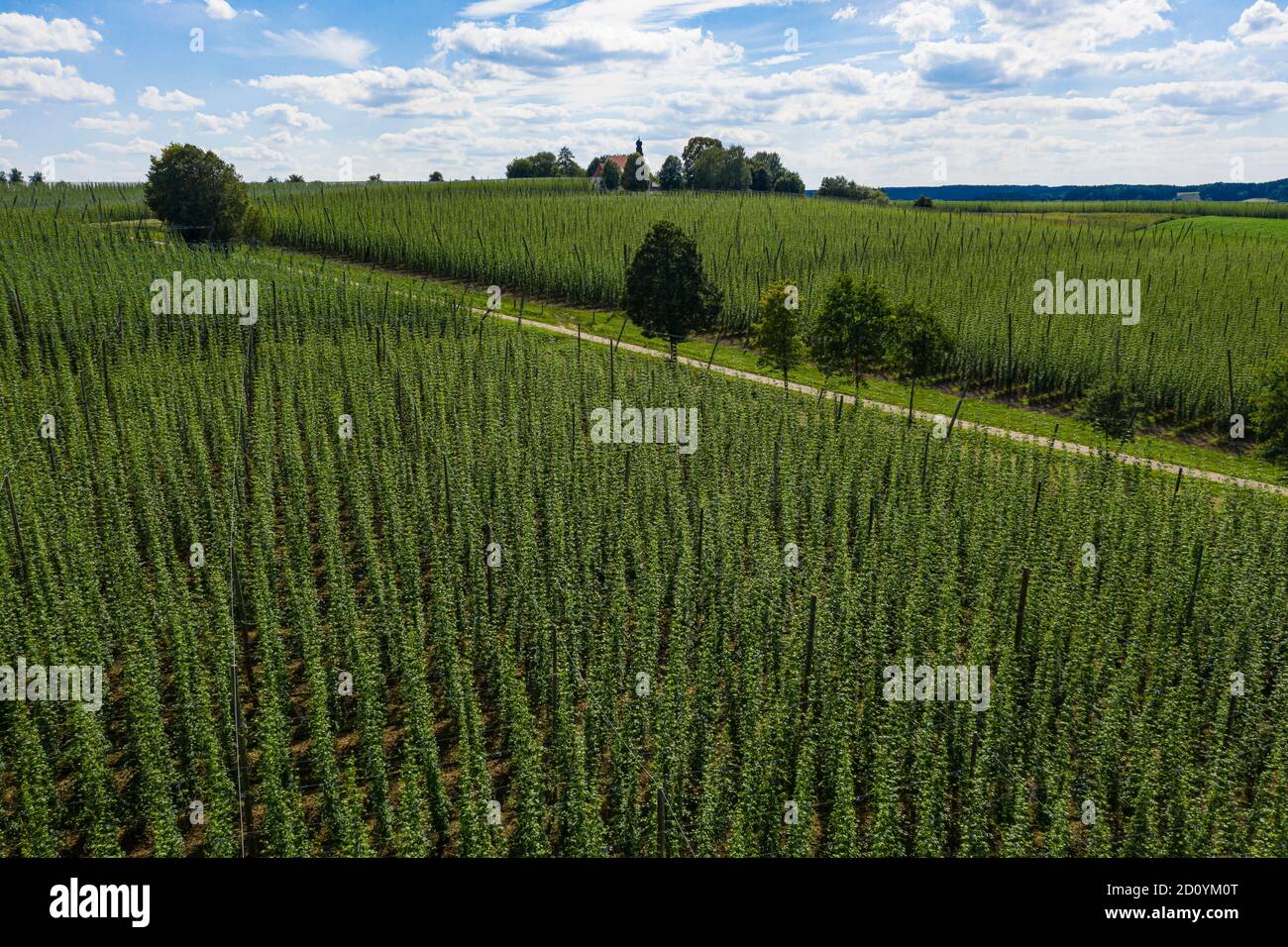 Aerial view from hop fields in Bavaria, Germany Stock Photo - Alamy