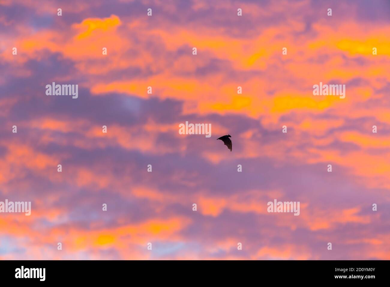 Straw-coloured fruit bat (Eidolon helvum), Bat migration, Kasanka ...