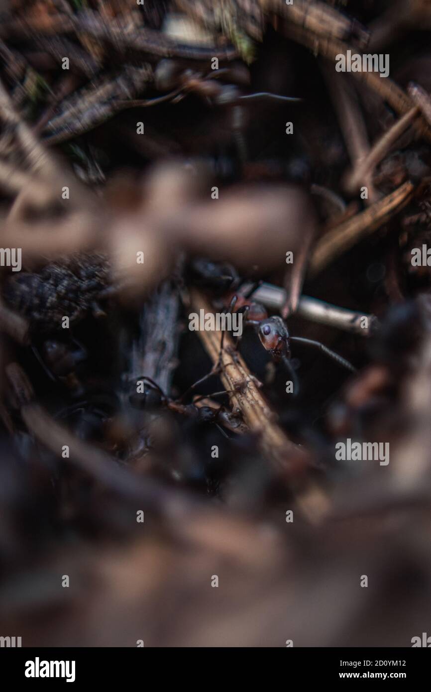 Spider snake hi-res stock photography and images - Alamy