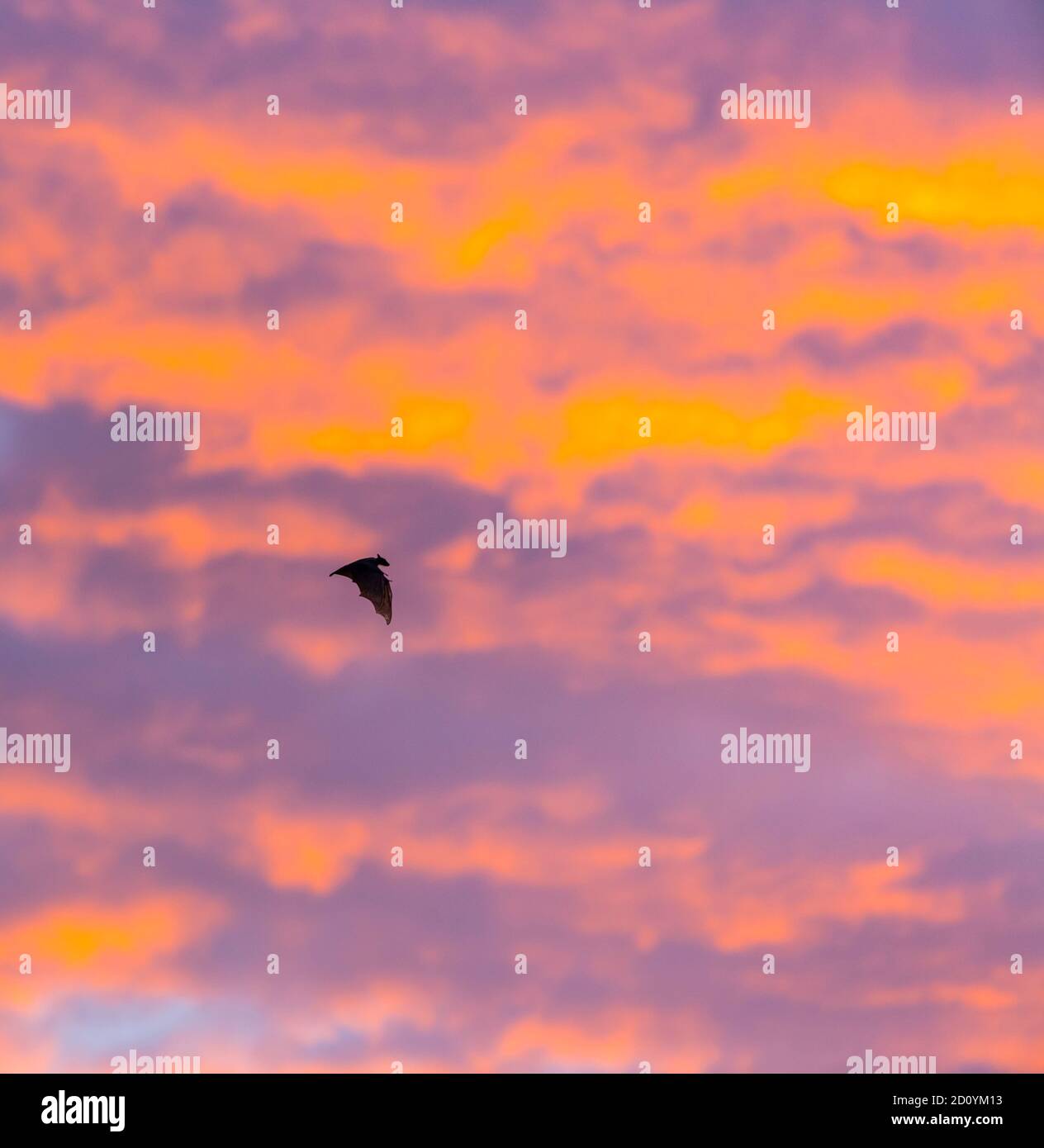 Straw-coloured fruit bat (Eidolon helvum), Bat migration, Kasanka ...