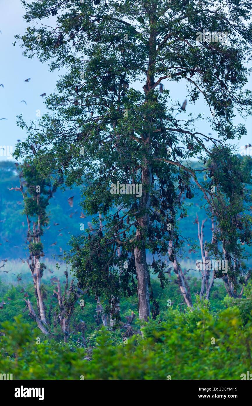 Straw-coloured fruit bat (Eidolon helvum), Bat migration, Kasanka ...