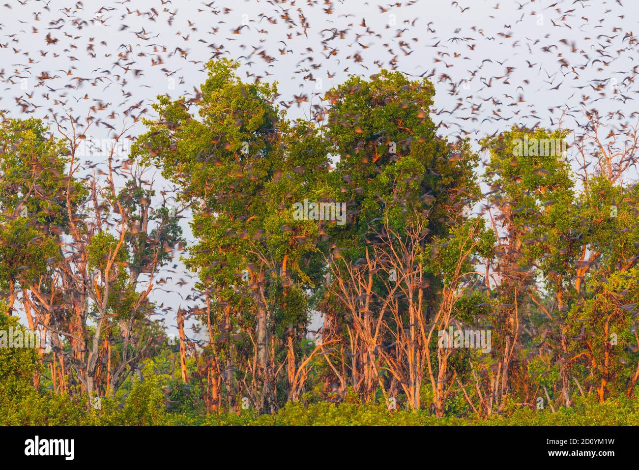 Straw-coloured fruit bat (Eidolon helvum), Bat migration, Kasanka ...