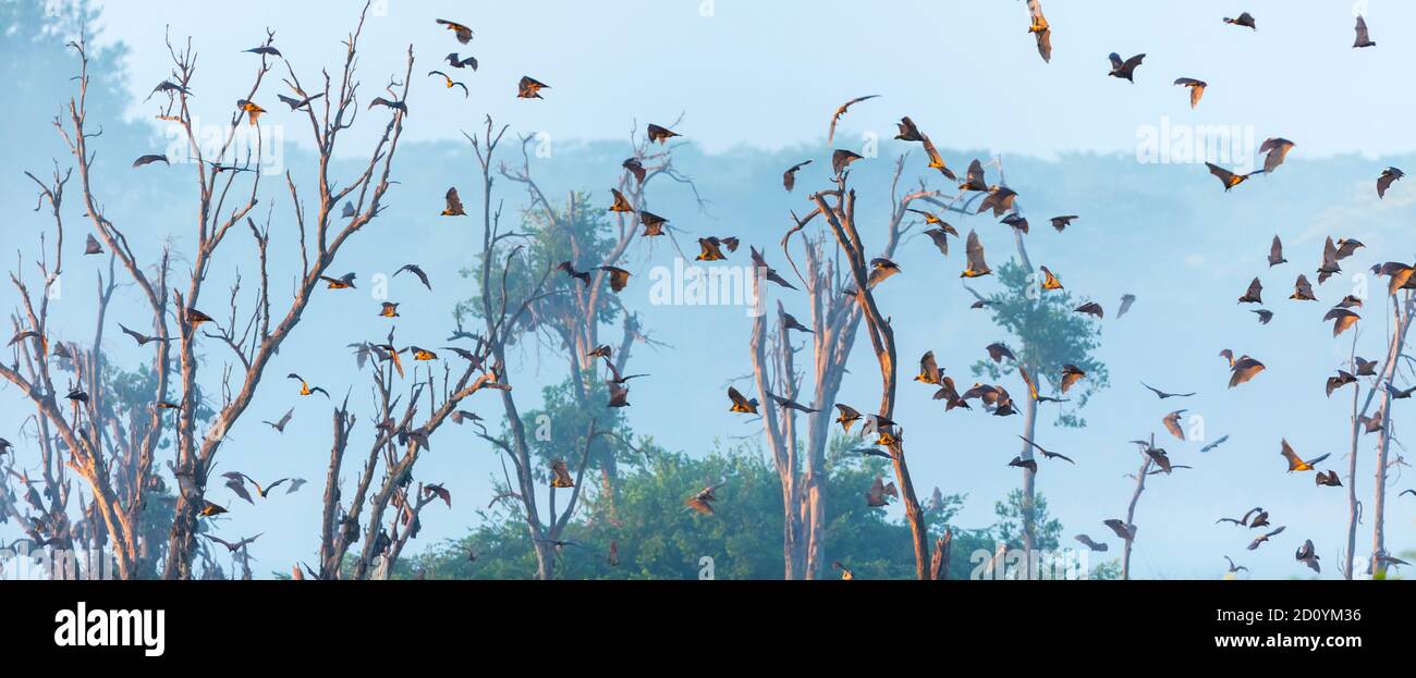 Straw-coloured fruit bat (Eidolon helvum), Bat migration, Kasanka ...