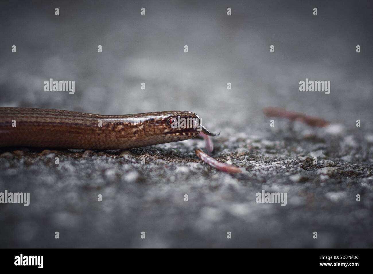 Spider snake hi-res stock photography and images - Alamy