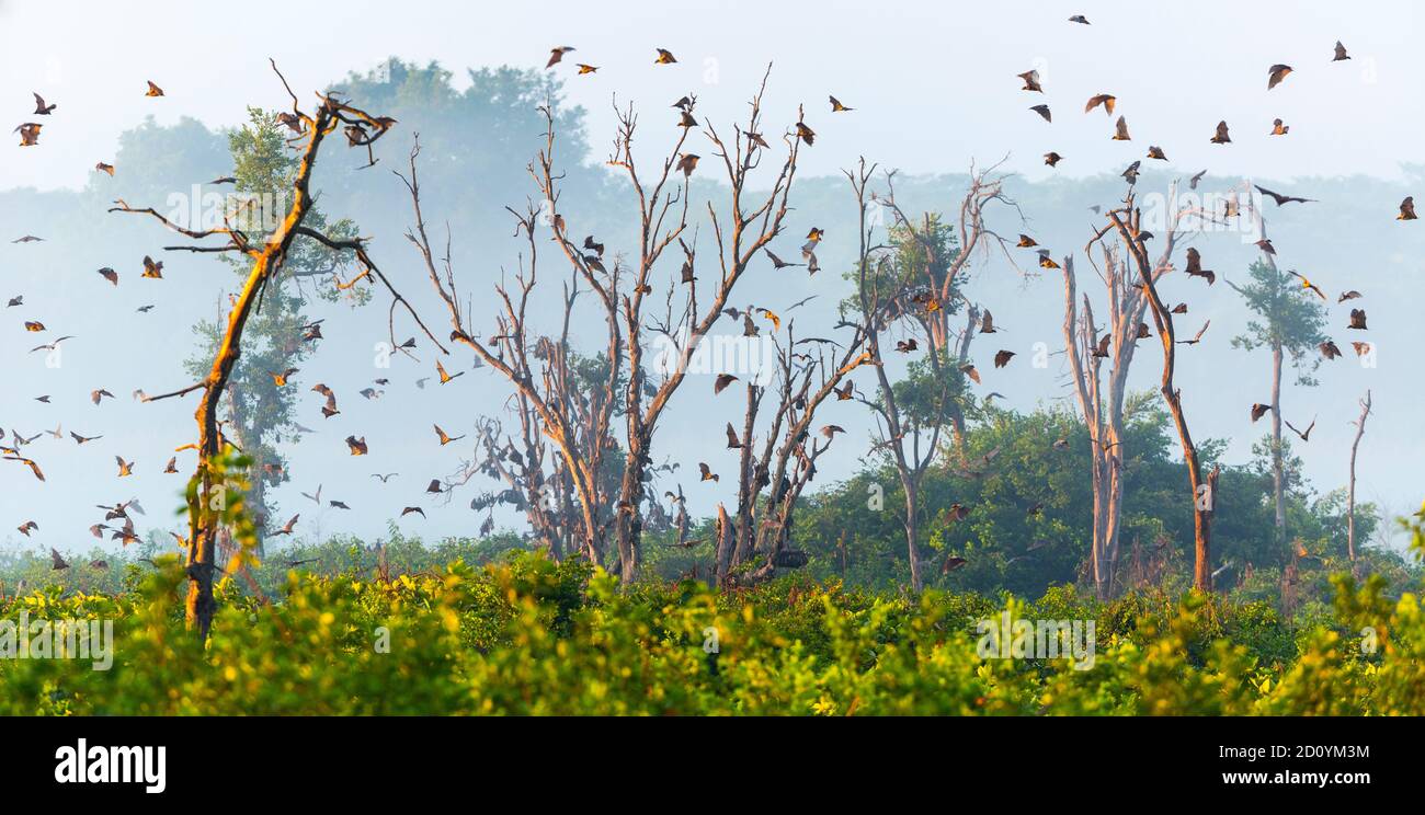 Straw-coloured fruit bat (Eidolon helvum), Bat migration, Kasanka ...