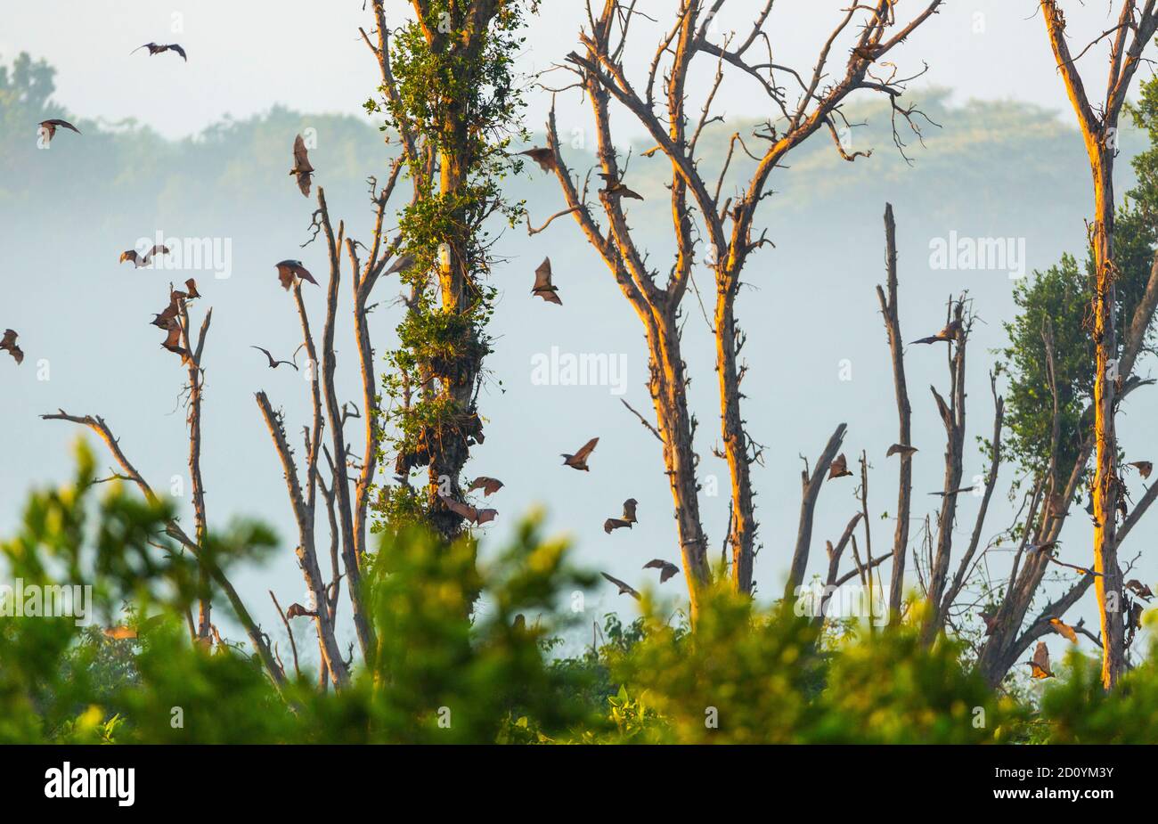 Straw-coloured fruit bat (Eidolon helvum), Bat migration, Kasanka ...