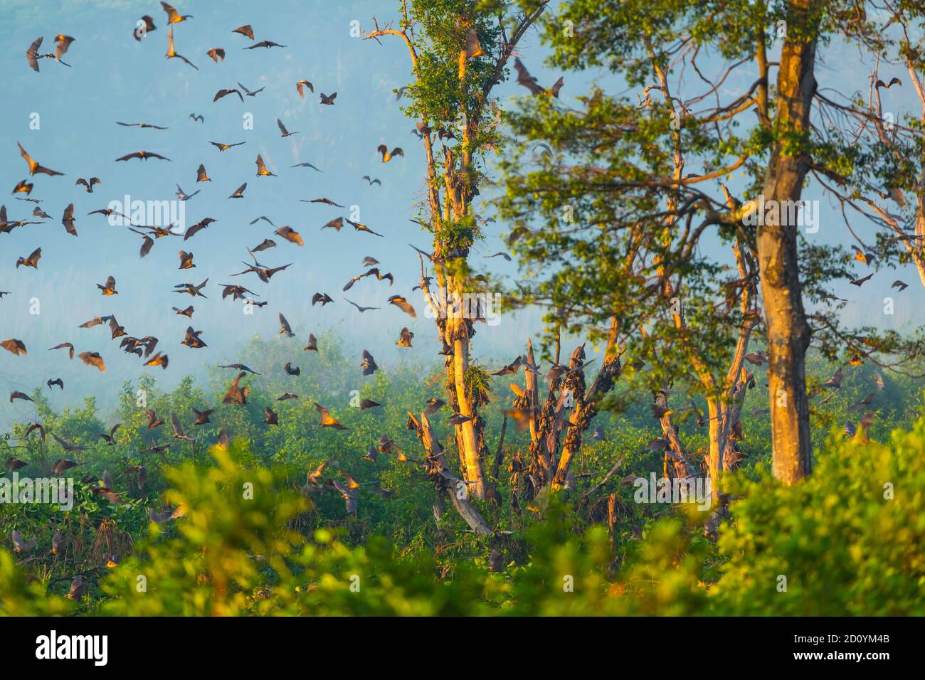 Straw-coloured fruit bat (Eidolon helvum), Bat migration, Kasanka ...