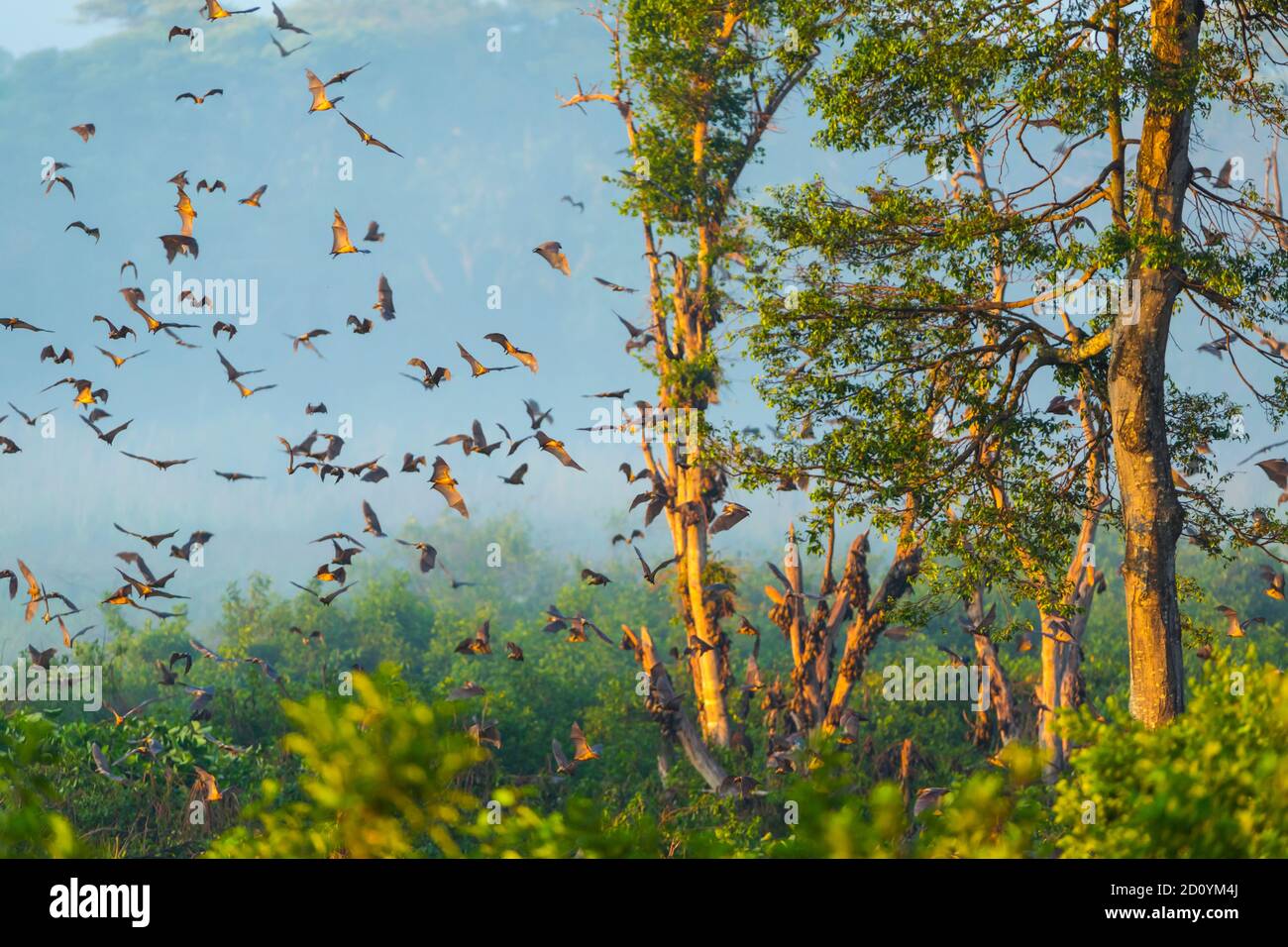 Straw-coloured fruit bat (Eidolon helvum), Bat migration, Kasanka ...